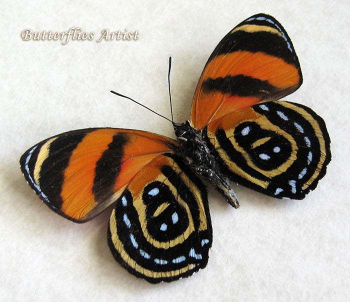 Eighty Eight Callicore Cynosura Real Butterfly Entomology Collectible ...