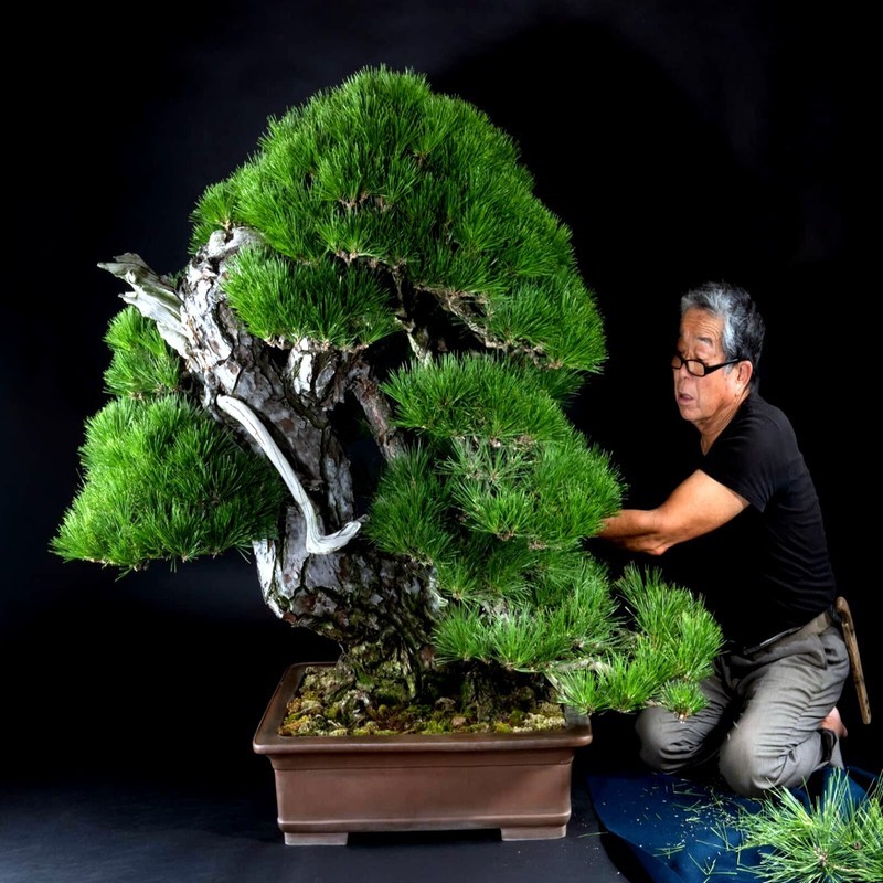 LWK 20 Japanese Black Pine Tree Seeds Pinus Thunbergii Easy Famous For ...