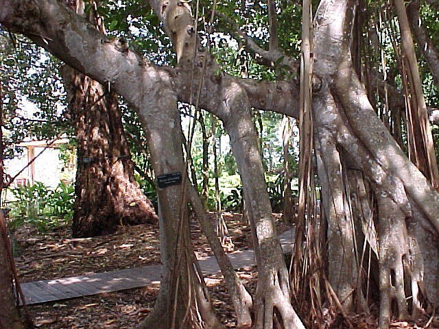 SRN Ficus Altissima Tree Exotic Seeds Garden - Seeds & Bulbs