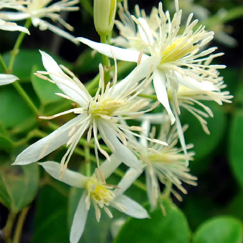 100 seeds (1 gram) Clematis Chinensis Seeds stunning Chinese clematis ...