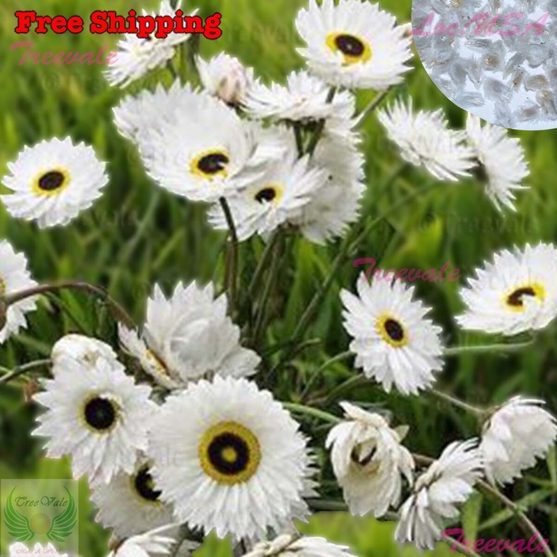Paper Daisy Seeds Helipterum Roseum Everlasting Daisy White Flower ...