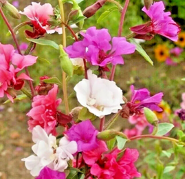 BRN Clarkia Flower Seeds 1000 Annual Flower Bright Colors 24 Fresh ...