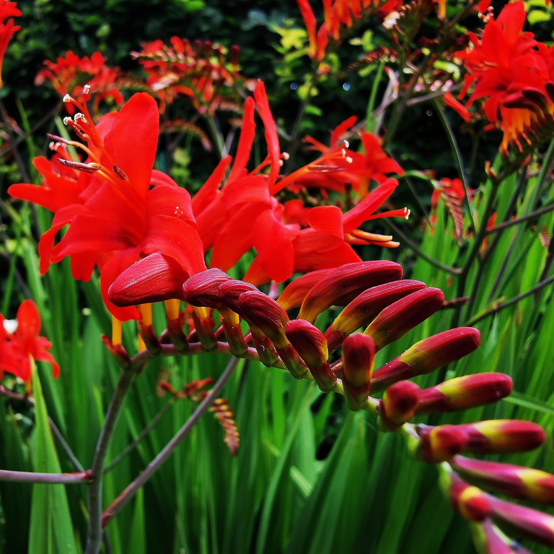Crocosmia Lucifer Plant - 100 Seeds - Plants & Seedlings