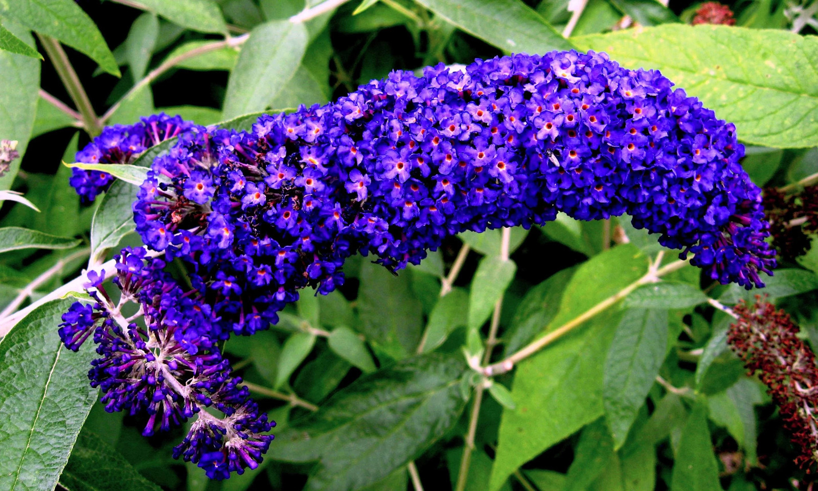 50 Dark Purple Butterfly Bush Buddleia Davidii Hummingbird Shrub Flower ...