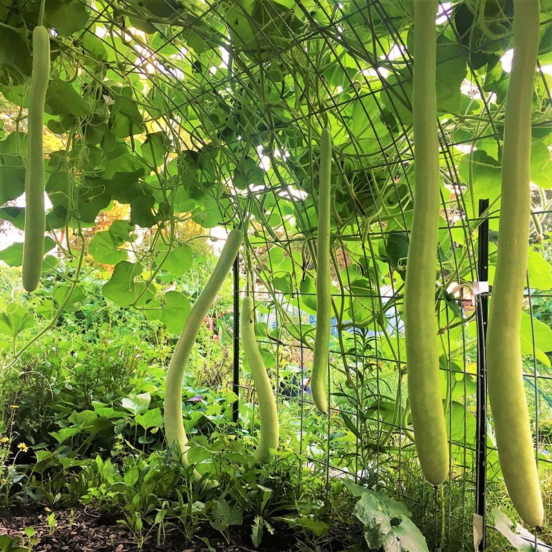 KKG Cucuzza Cucuzzi Snake Gourd Tromboncino Opo Long Bottle Seed Fresh ...