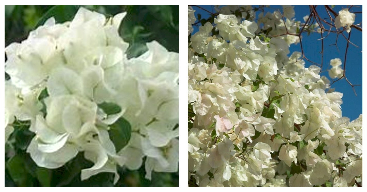 Live Bougainvillea Well Rooted KEY WEST WHITE starter/plug plant ...