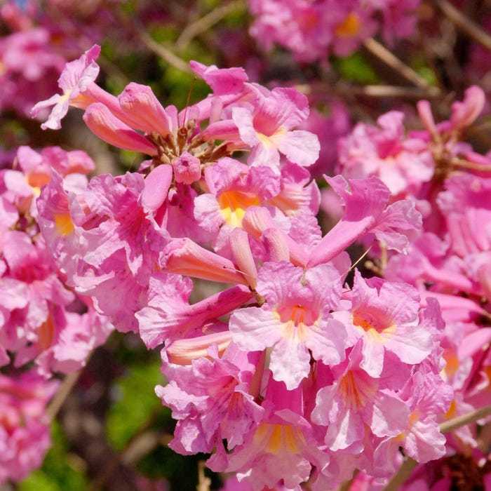 Fresh Pink Tabebuia Trumpet Tree Tabebuia Heterophylla Well Rooted ...