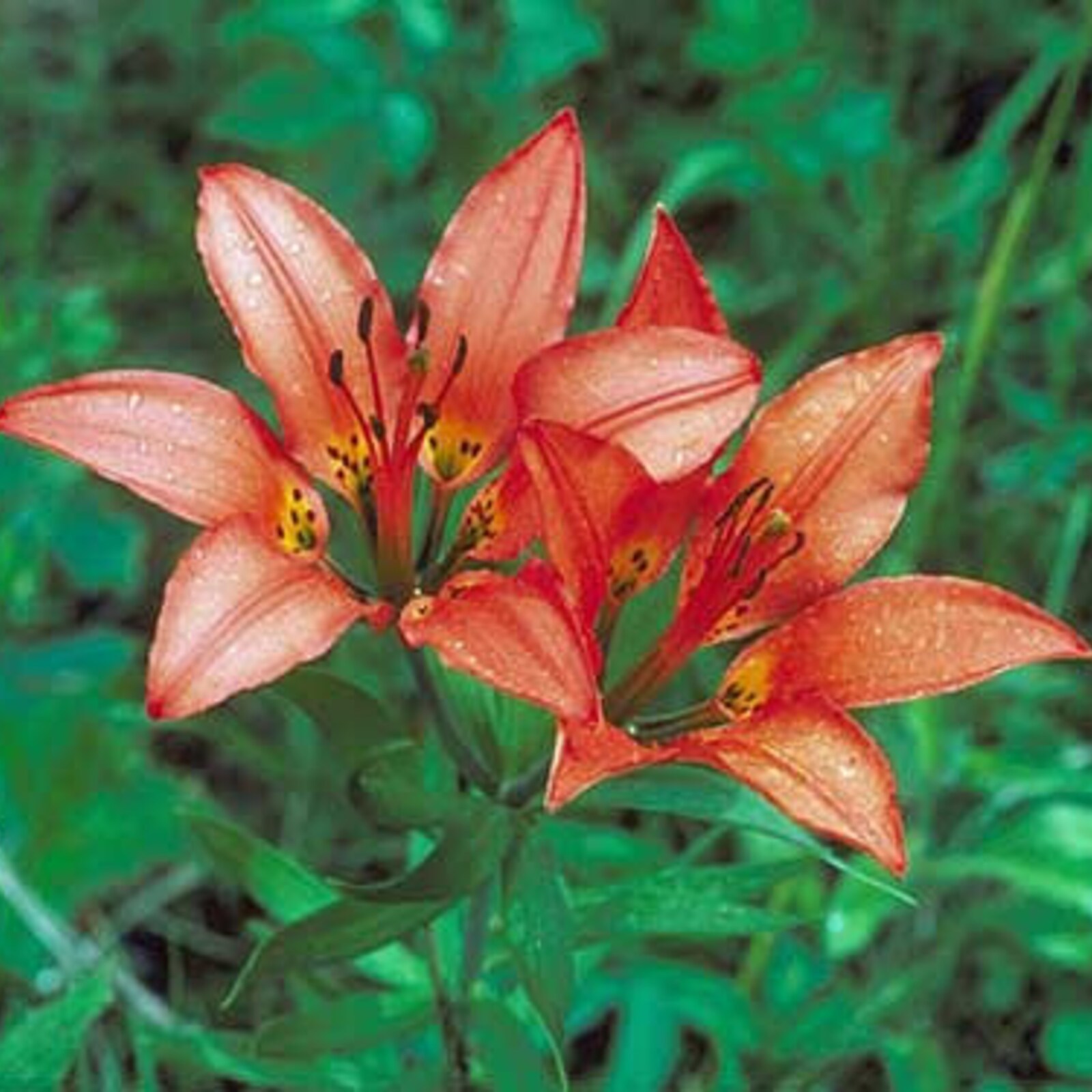 Lilium Philadelphicum Philadelphia Prairie Or Wood Lily 10 Seeds Fresh ...