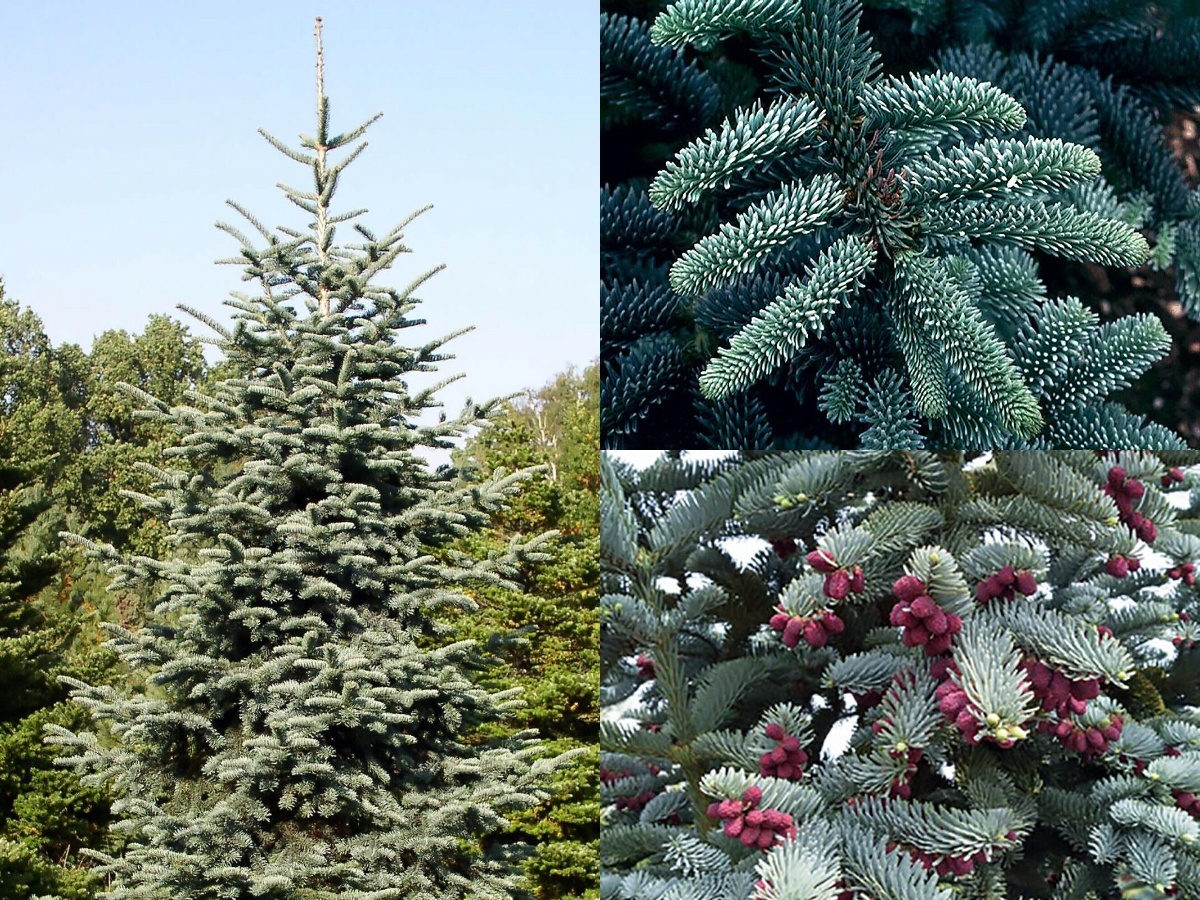 Variety Size Seeds Blue Noble Fir Abies procera glauca Abies nobilis ...