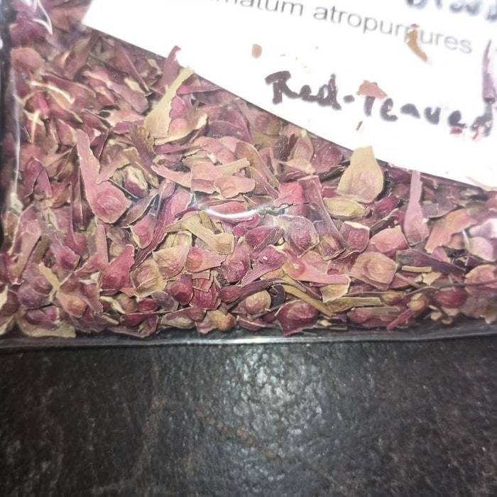 Bloodleaf Japanese Maple Tree Seeds Acer Palmatum Atropurpureum New ...