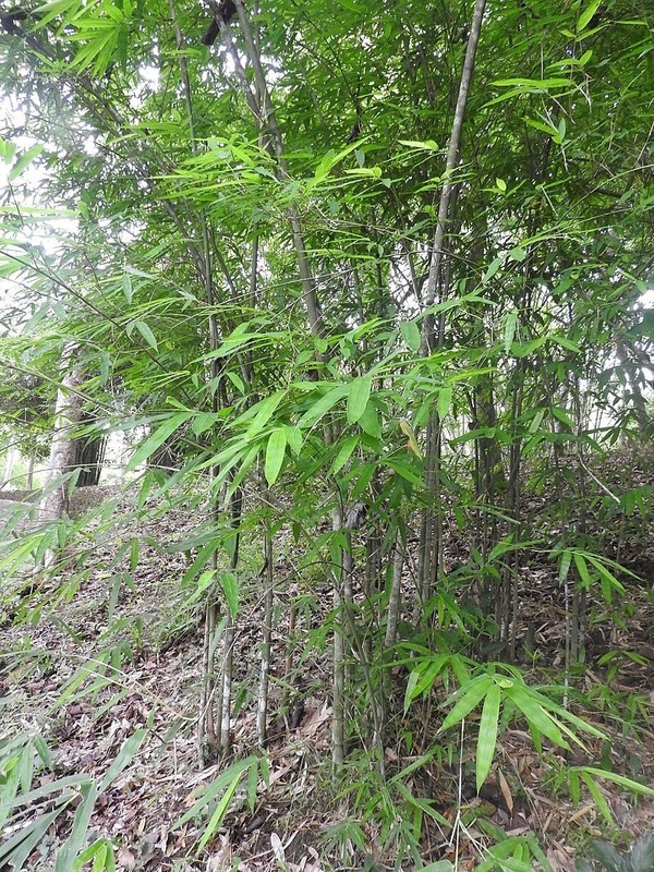 Dendrocalamus Longispathus Long Sheath & Clumping Edible Bamboo 20 ...