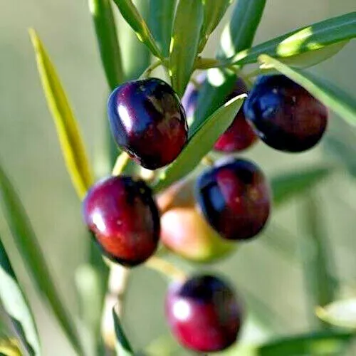20 Canino Olive Tree Seeds (Olea Europaea) European Common Edible Fruit ...