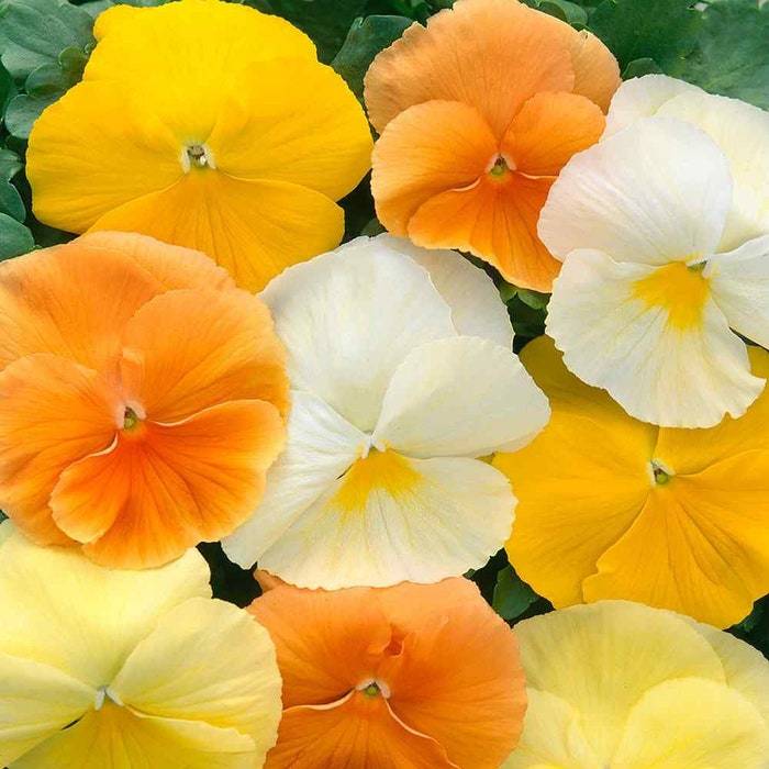 Fresh Seeds Pansy Panola Xp Citrus Mix Pansy Flower Seeds 50 Seeds ...