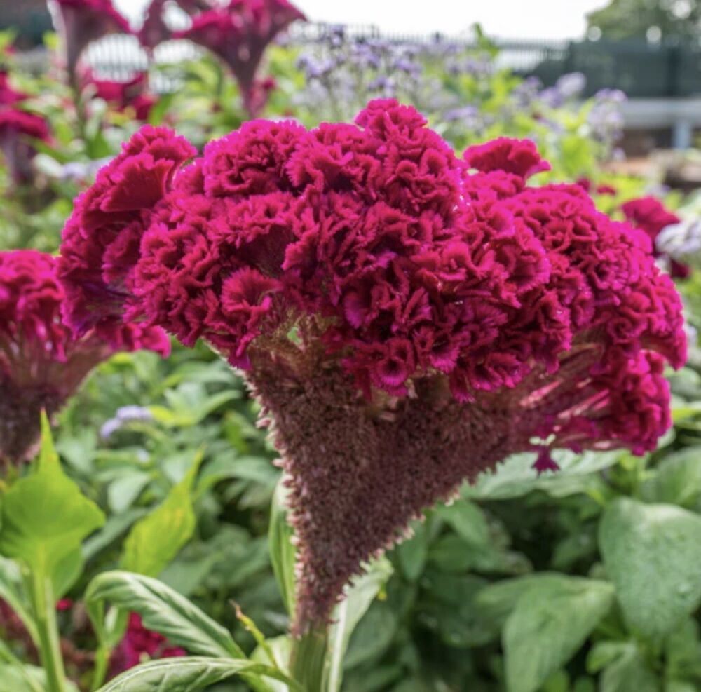 BStore 190 Seeds Giant Red Cockscomb Seeds Non Gmo Fresh Harvest ...