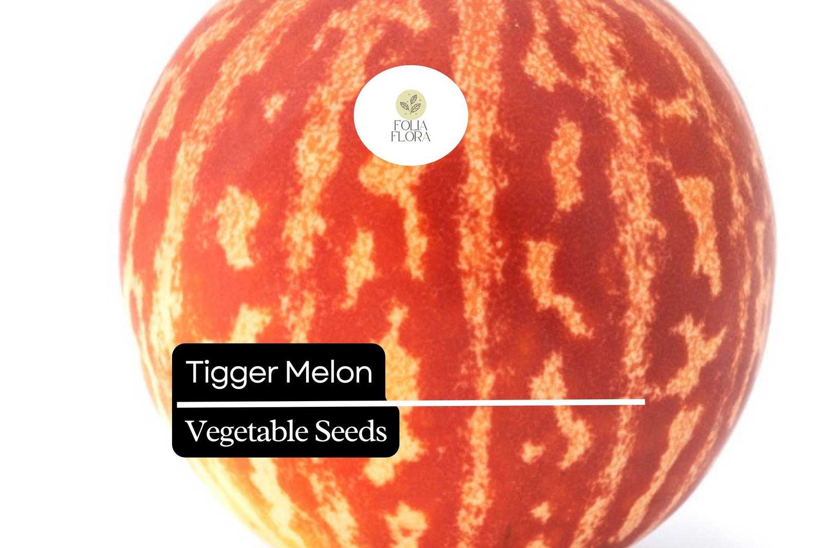 10 Seeds Tigger Melon (Cucumis melo) – Unique Heirloom Melon with ...