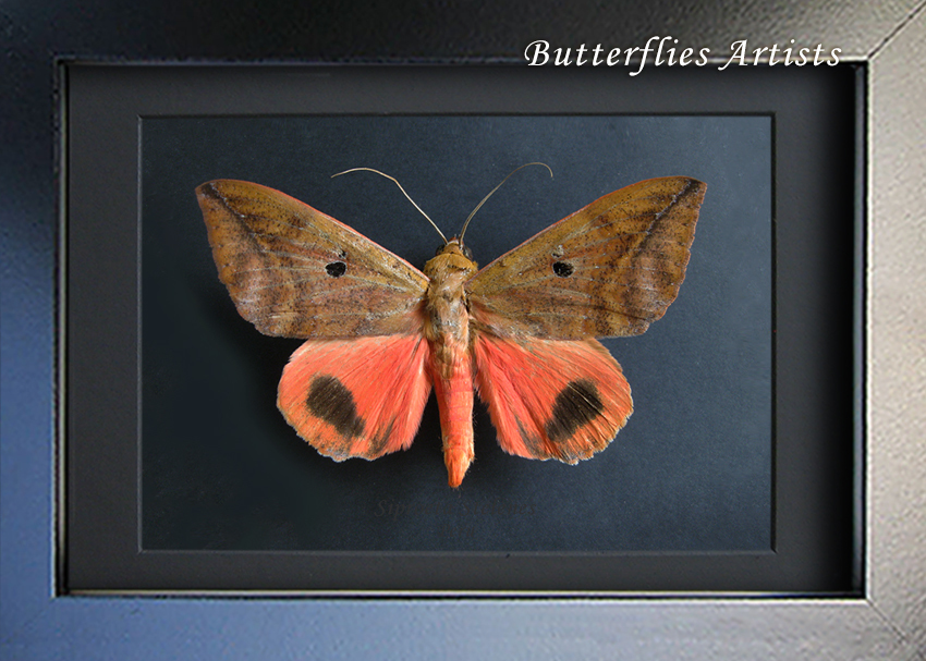 Pale Red Hindwings Thyas Honesta RARE Sucking Moth Framed Entomology ...
