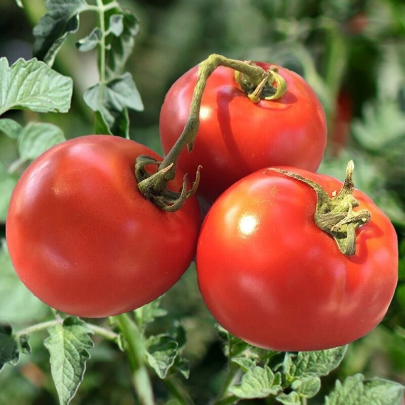 BS 10 Homestead Tomato Seeds Heirloom Non Gmo Organic Drought Resistent ...