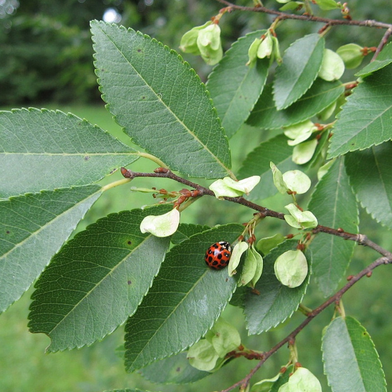 MX Ulmus Parvifolia Winged Chinese Elm Tree Seeds Stunning Autumn ...