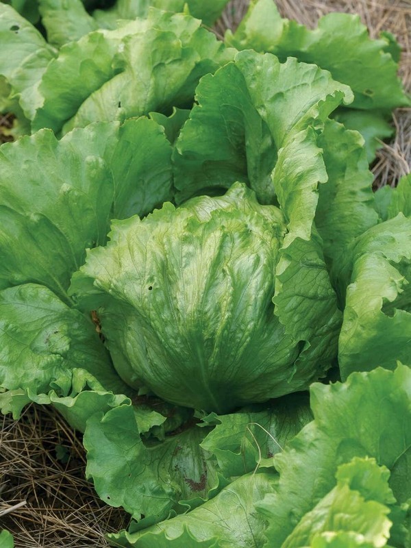 FMG Iceberg Lettuce 250 Seeds Organic~Non-Gmo~Heirloom ~ Fast Grow ...