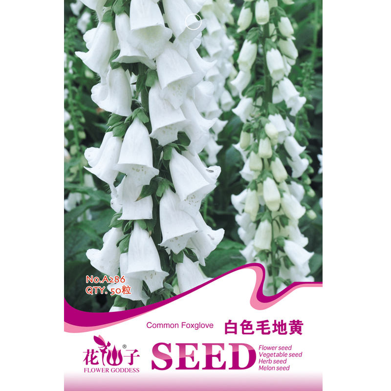 White Foxglove Digitalis Purpurea Perennial Flower Seeds 50 Seeds ...