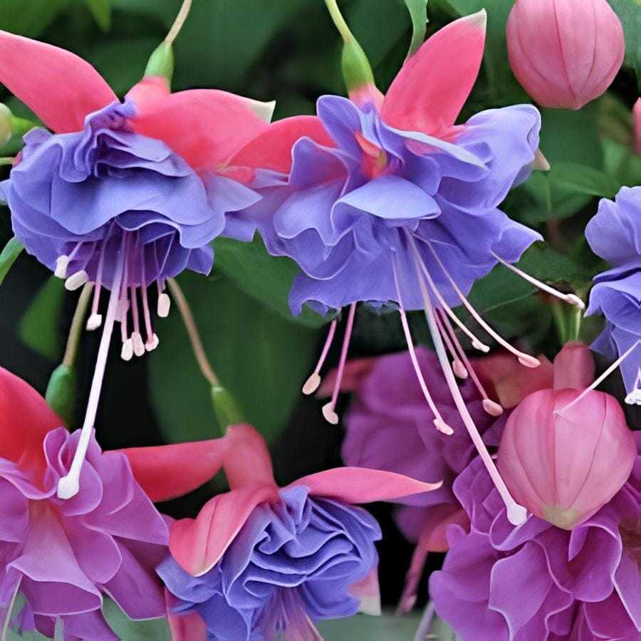 200 Seeds Double Petals Fuchsia Bonsai Bell Flower Lantern Begonia ...