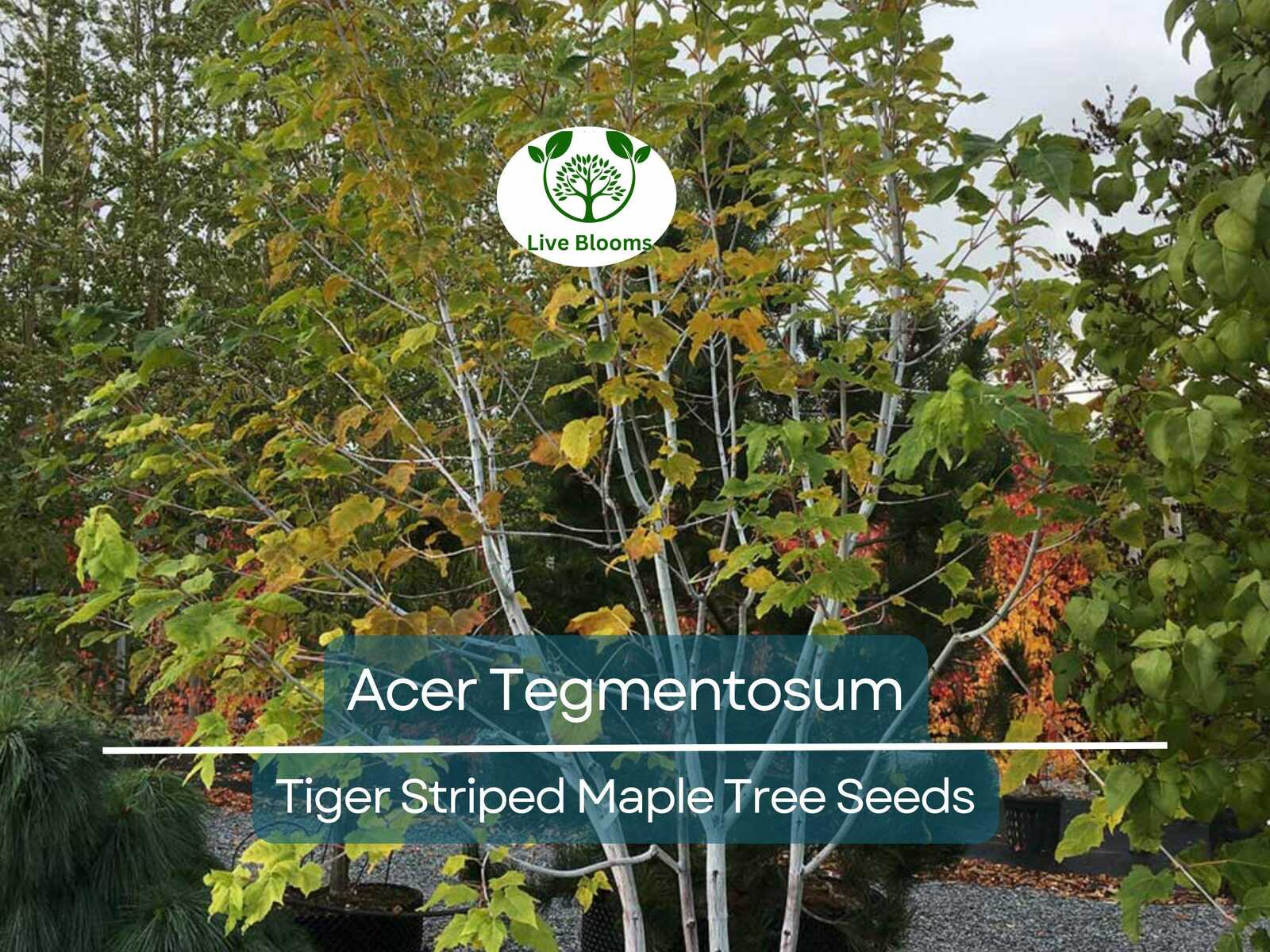 10 Seeds Acer Tegmentosum (Tiger Striped Maple) for Planting - Unique ...
