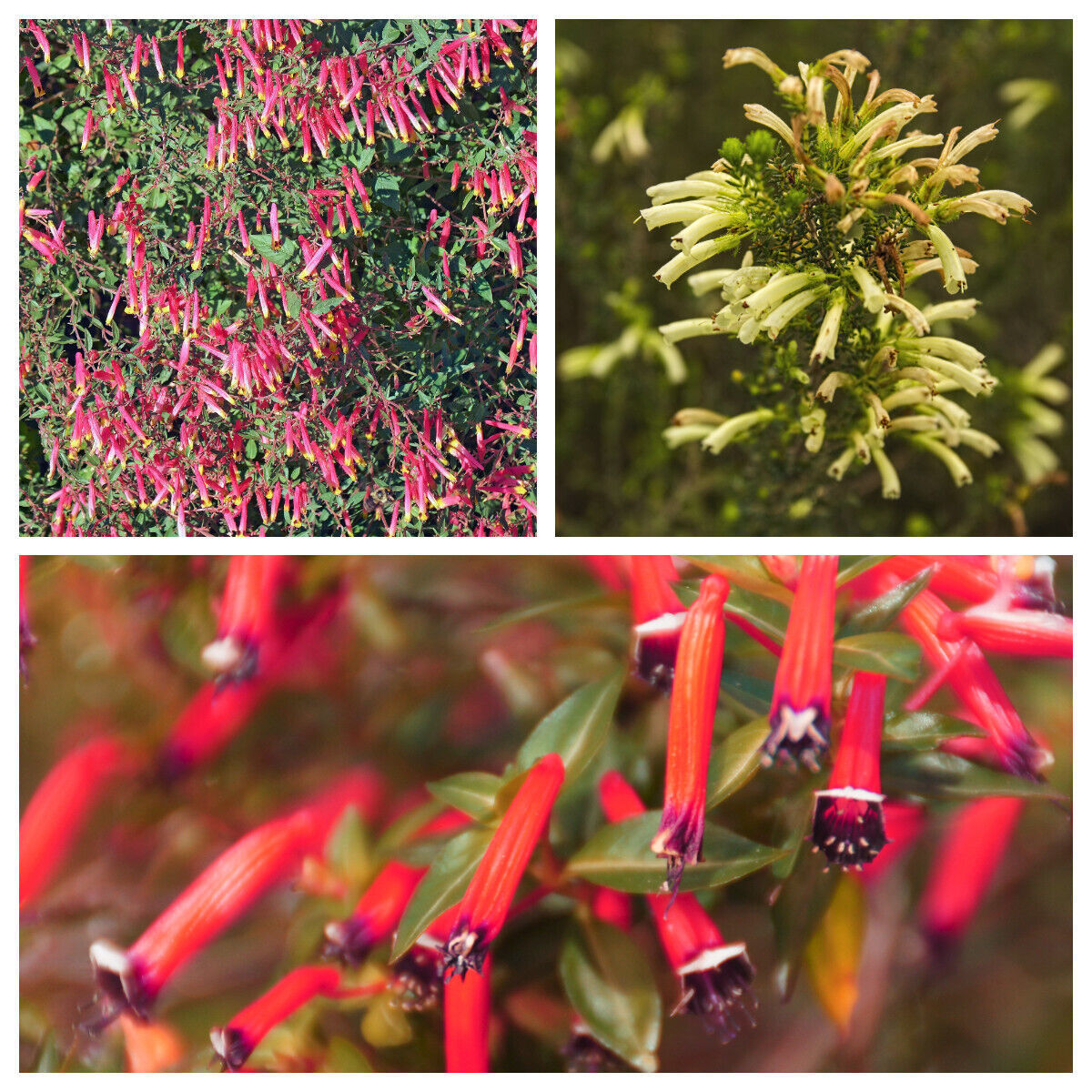 10 Mixed Cigar Plant (Cuphea ignea) Seeds Red Pink White Firecracker Flower Seed - Seeds & Bulbs