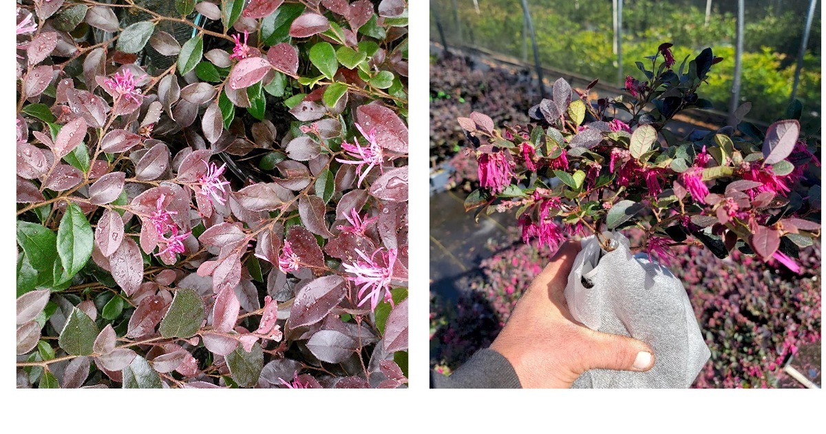 Live Plant - Ruby Loropetalum ( chinese fringe ) - ( 1 QT ) - Plants ...