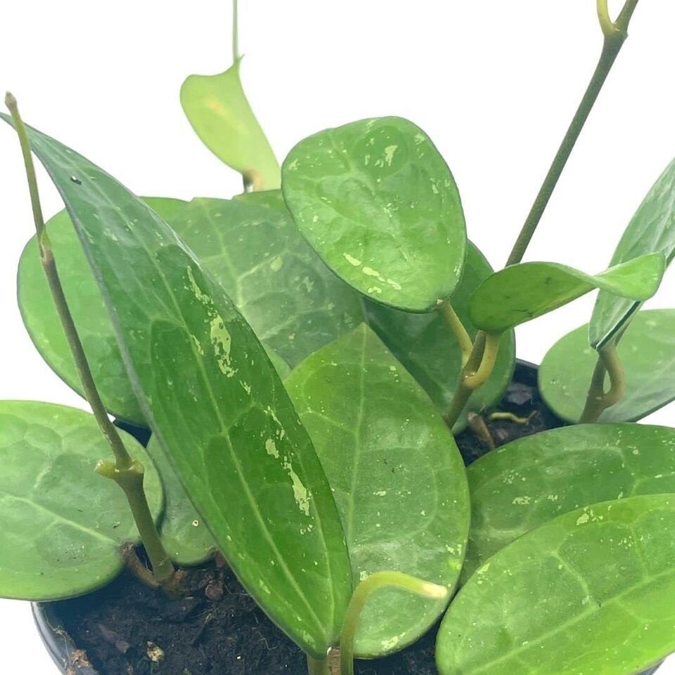 Hoya Black Margin, Parasitica, in 4 inch Pot, Rare Limited Collectors ...