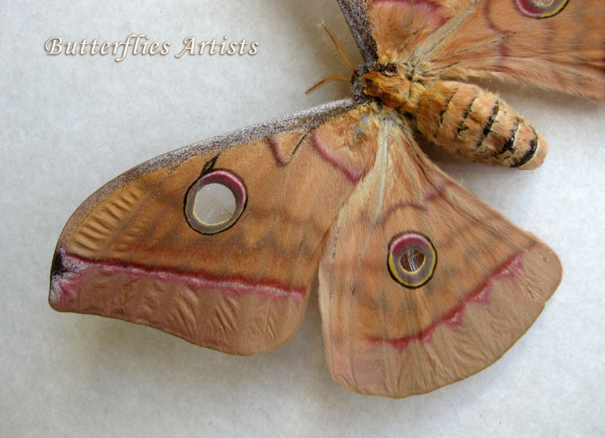 Giant Oak Tasar Silk Moth Antheraea Frithi Female Framed Entomology ...