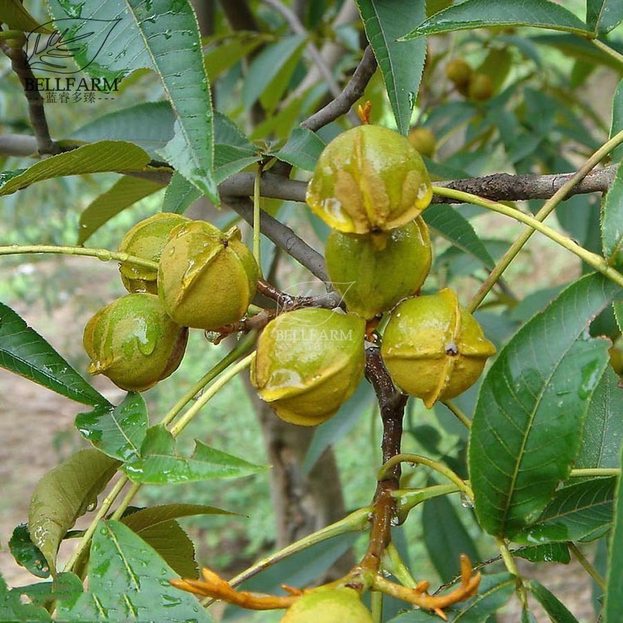 10 Seeds American Pecan Nut Walnut Bonsai Plants Longevity Fruits ...