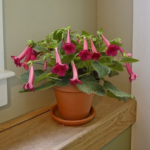 SKM 15 Seeds Sinningia Prudence Risley House Flowers Easy to Grow ...