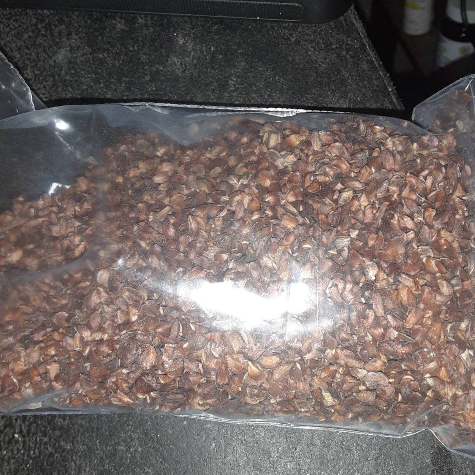 Mediterranean Cypress Tree Seeds Cupressus and similar items