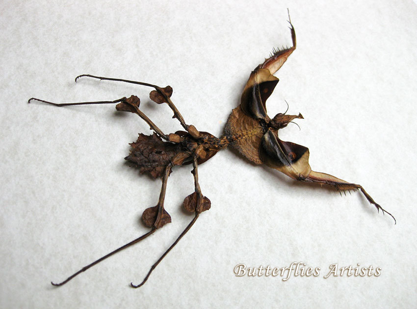 Devils Mantis XL Verso Idolomantis Diabolica RARE Entomology ...