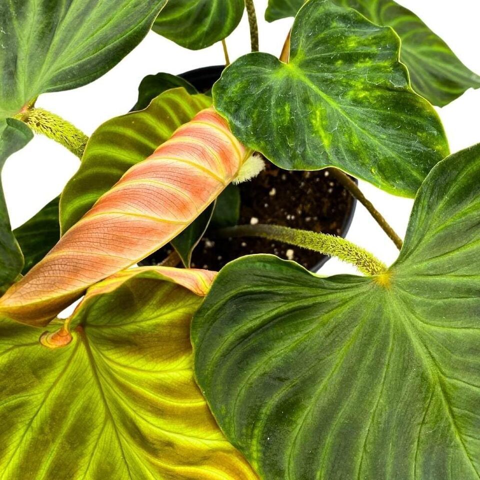 Philodendron Verrucosum 6 inch Deep Green Philo Rare Indoor House Plant ...