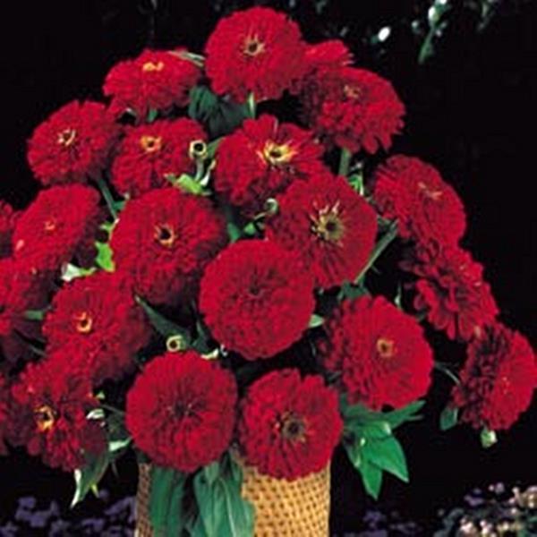 SMX Zinnia Benary Giant Deep Red Annual Seeds Indoor Gardening - Seeds ...