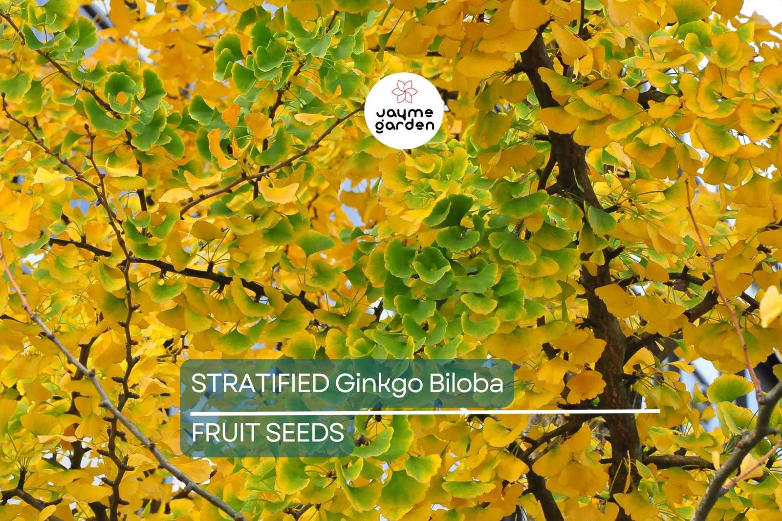 5 Stratified Ginkgo Biloba Tree Seeds (Maidenhair) – Hardy, Yellow Fall ...