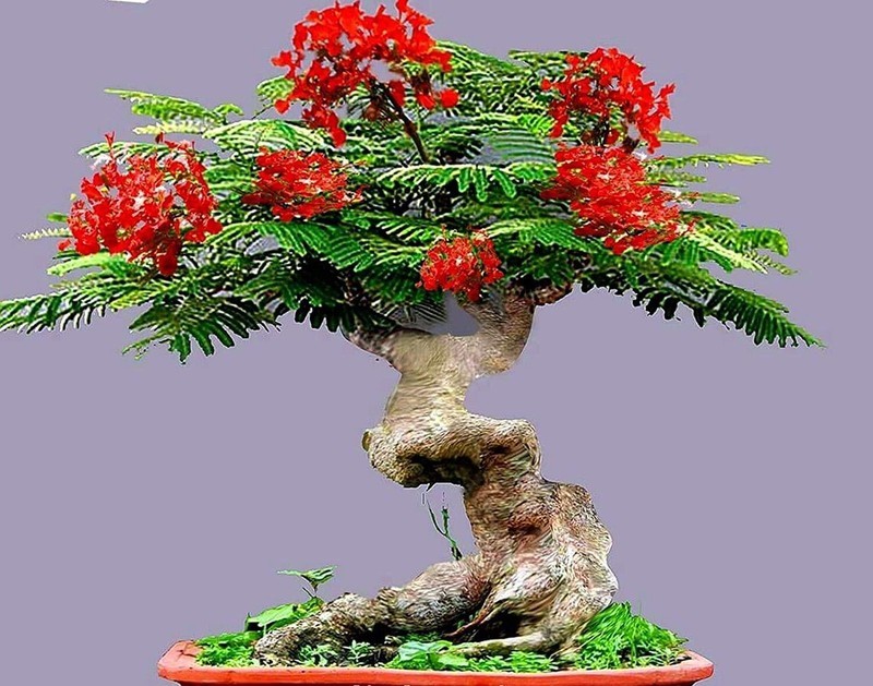 FMG Bonsai Flamboyant Flame Tree Seeds To Grow 20 Seeds Delonix Regia ...