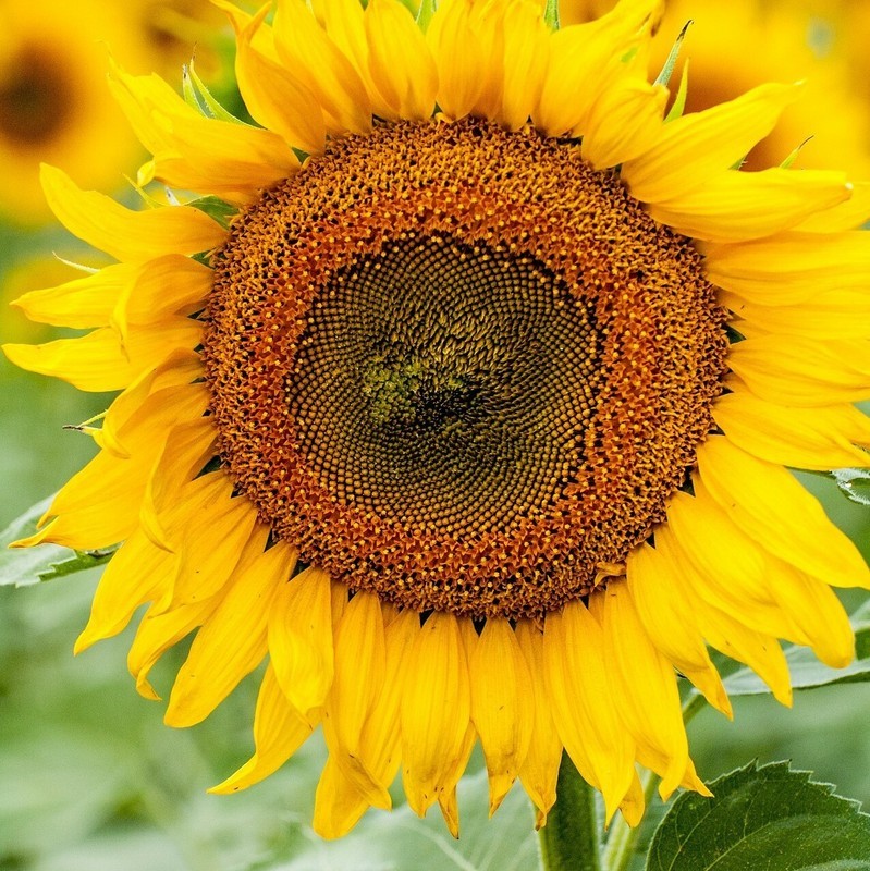 SRN Dwarf Sunspot Sunflower Seedshelianthus Short Stuff Yellow Sun ...