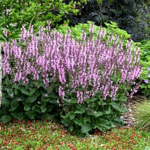 50 Pink Dawn Salvia Flower Seed Perennial Flowers Hummingbird - Seeds ...