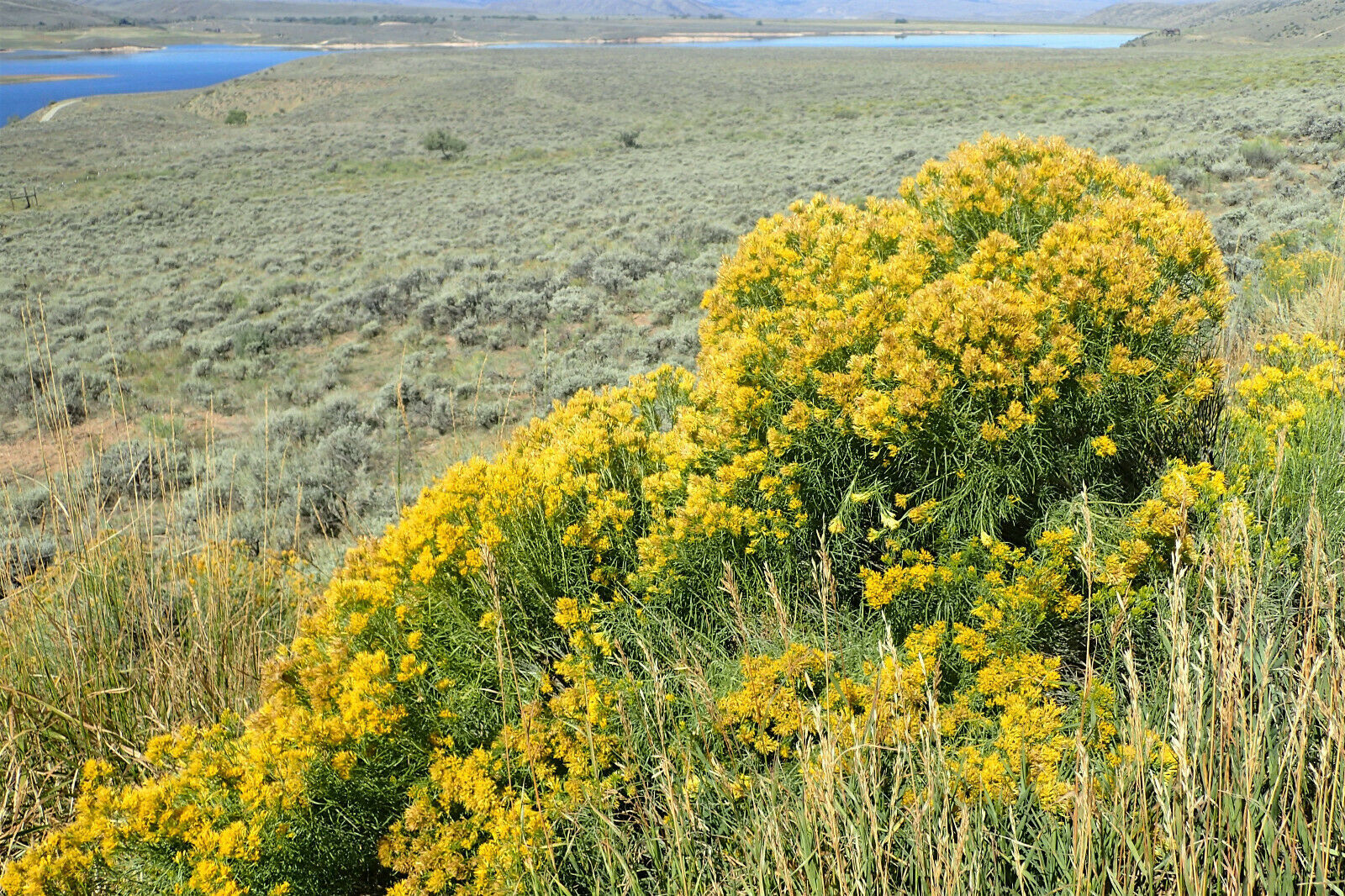 100 Seeds RUBBER RABBITBRUSH Chamisa Ericameria Desert Shrub Yellow ...