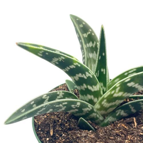 Gonialoe Variegata, Aloe variegata, 4 inch, Tiger Aloe Very Rare ...