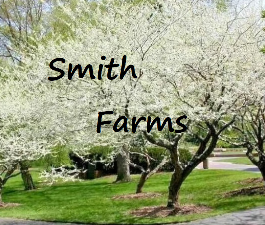 SL 10 Seeds Royal White Redbud Tree Authentic Seeds - Cercis Canadensis ...