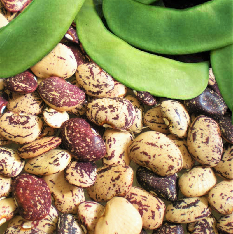BRN Jackson Wonder Lima Bean Seeds Southern Speckled Baby Butter Beans ...