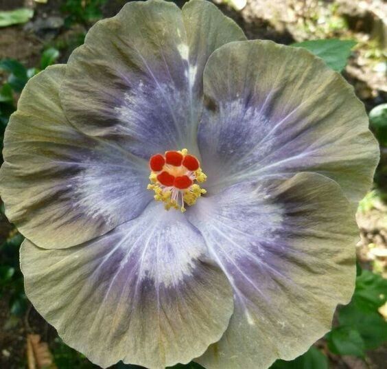 Best 25 Seeds Easy To Grow Grey & Green Hibiscus Flowers Huge Blooms ...