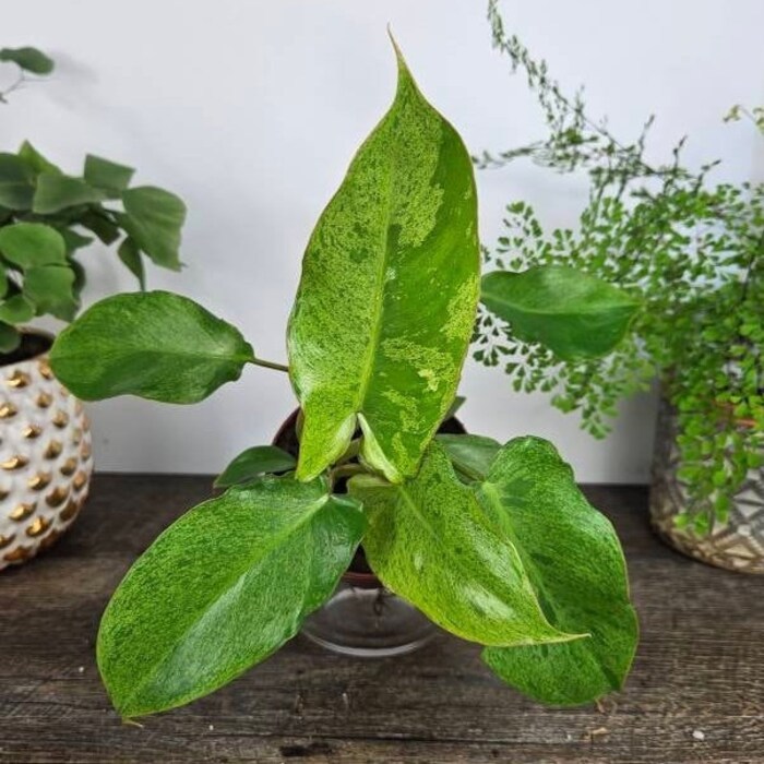 Philodendron Paraiso Verde Plant Paraiso Verde Philodendron Plant ...