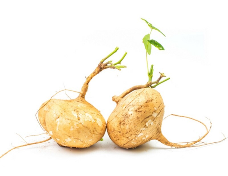 FMG 15 Jicama Seeds Vegetable Mexican Yam Bean Root Hột Củ Sắn Fast ...
