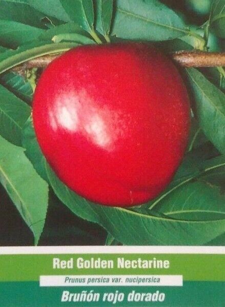 RED GOLDEN NECTARINE 4-6Ft Tree Fruit Trees Plants Plant Sweet Juicy ...