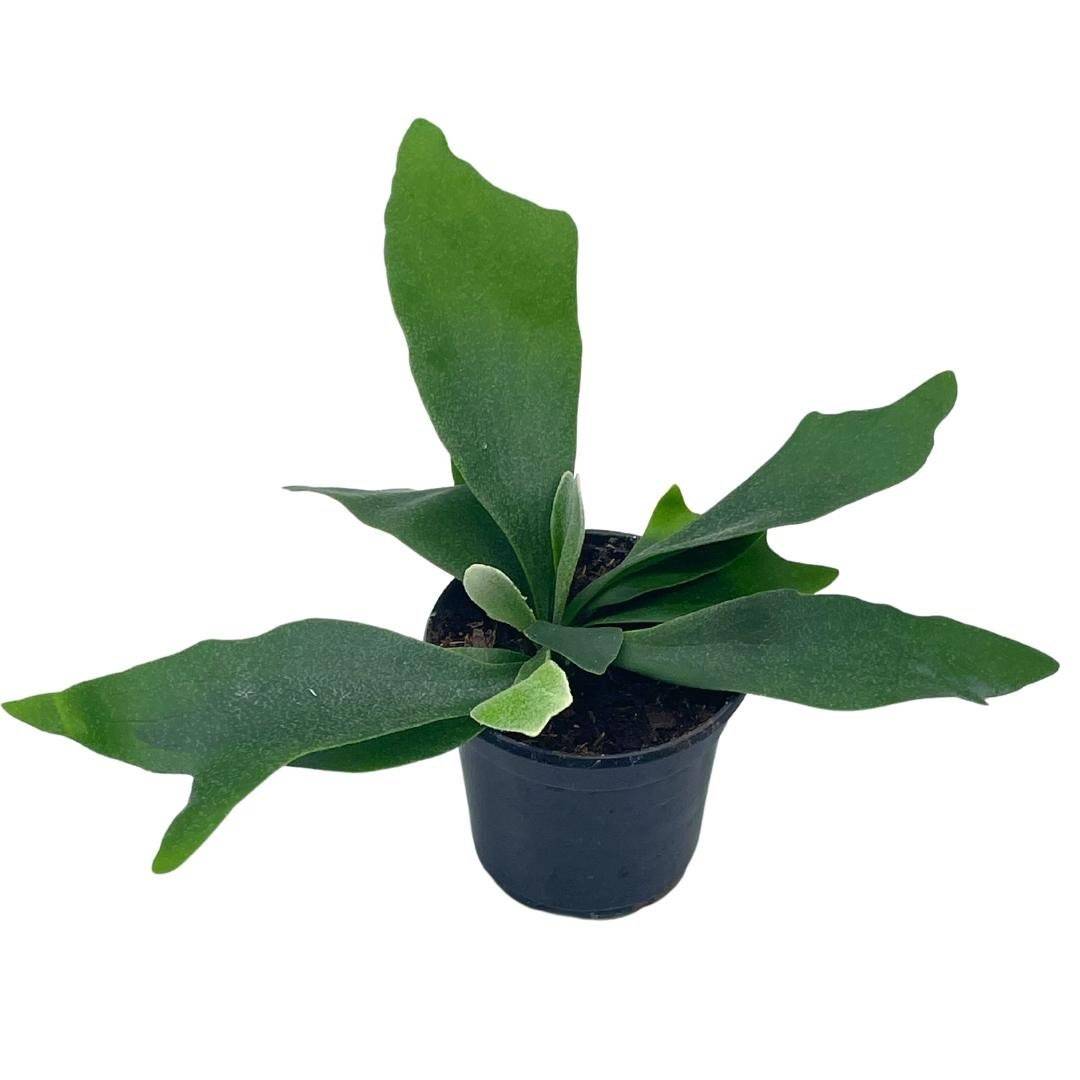 Staghorn Fern, Platycerium bifurcatum, 4 inch, Crown, Elkhorn Fern ...
