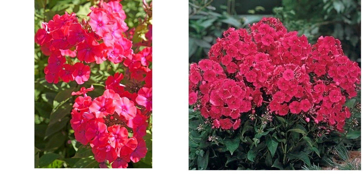 For Summer & Early Fall Perennial Gardens 2 - GARDEN PHLOX Starfire ...